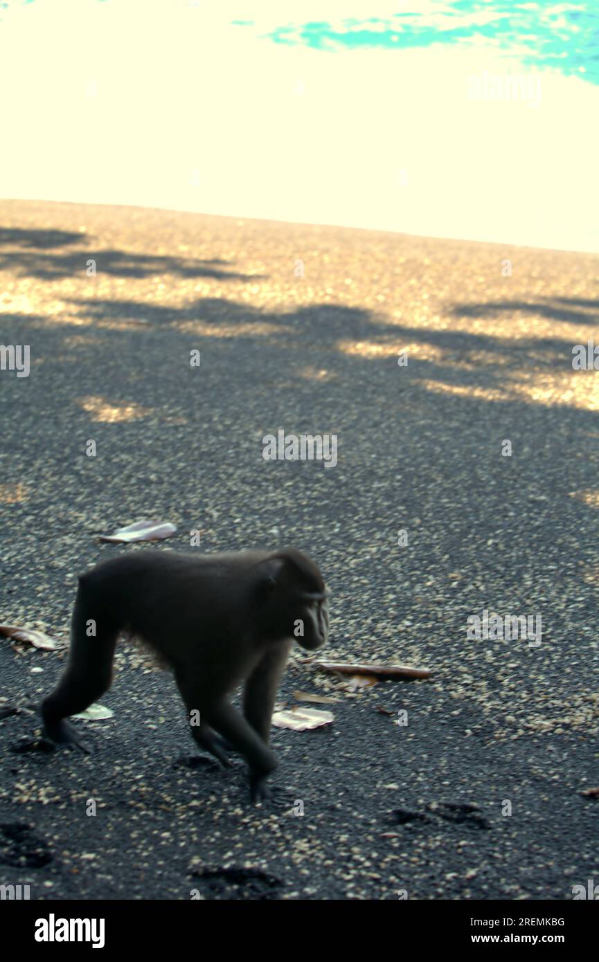 A Celebes crested macaque (Macaca nigra) moves on sandy beach as it is ...