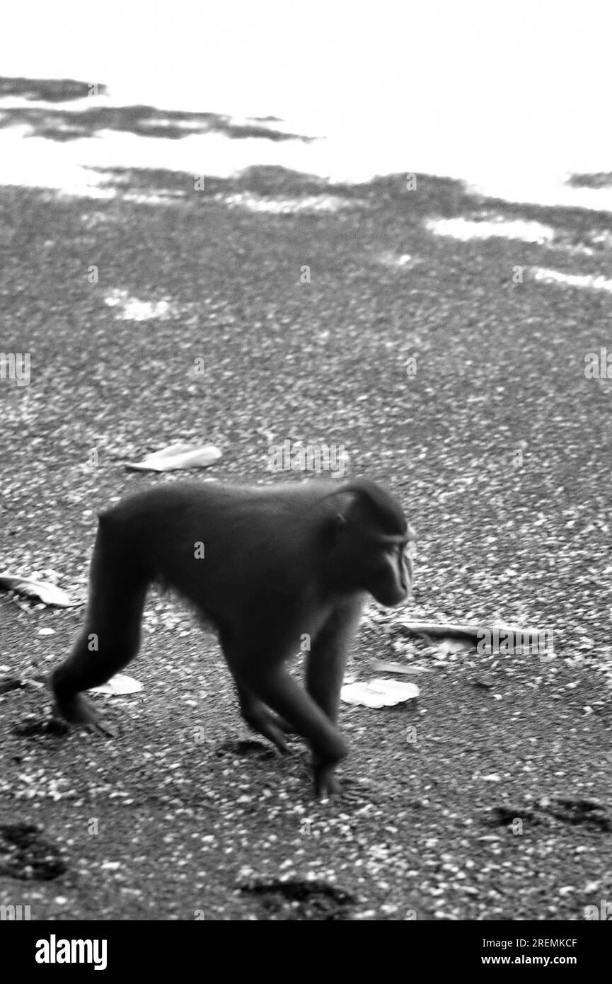Foraging macaque Black and White Stock Photos & Images - Alamy