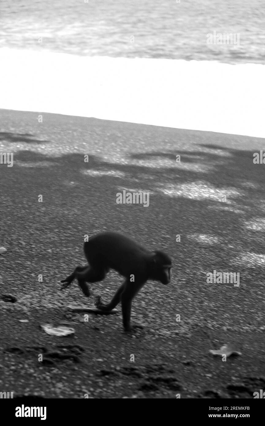 A Celebes crested macaque (Macaca nigra) moves on sandy beach as it is ...