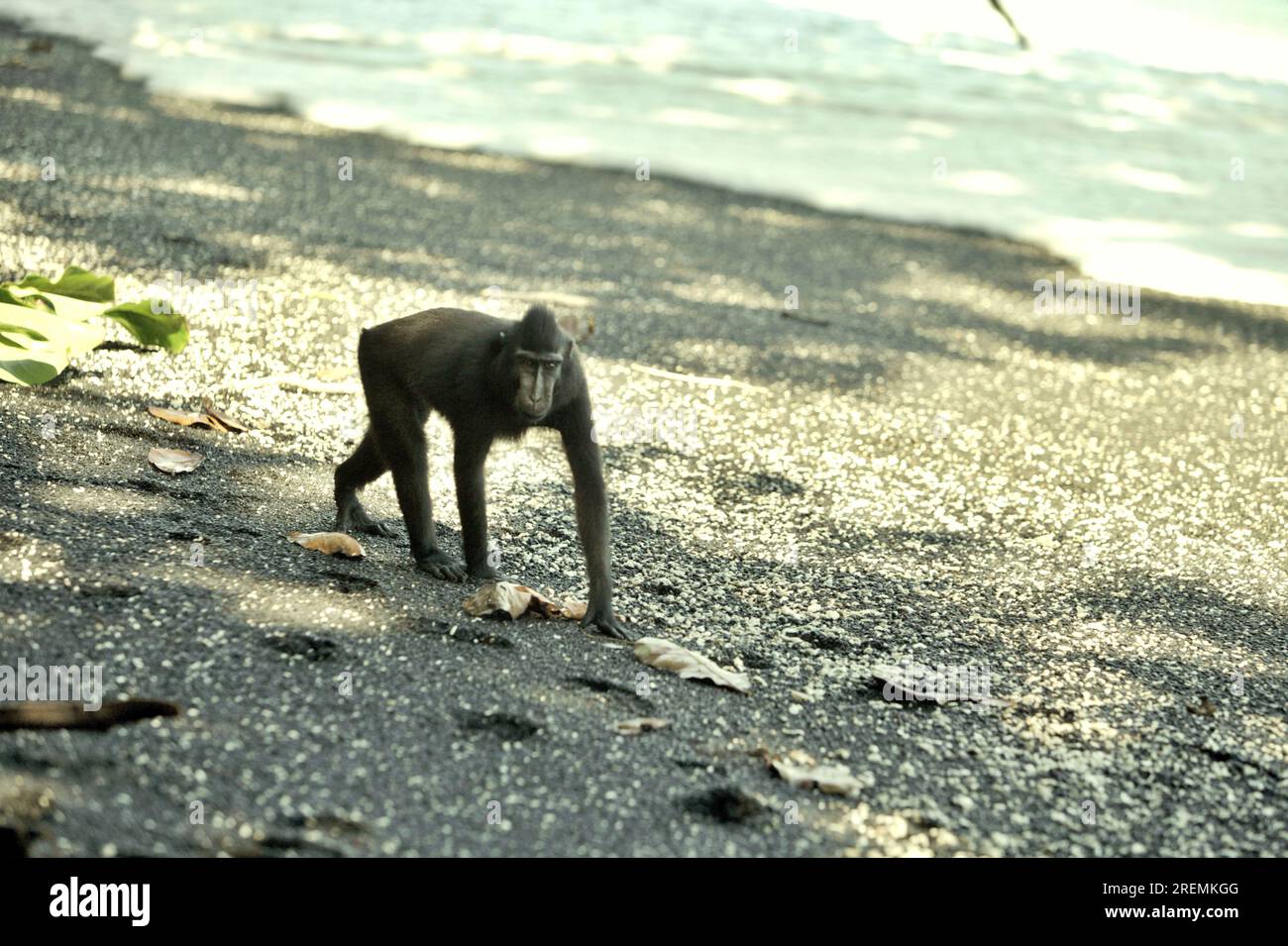 Primate foraging range hi-res stock photography and images - Alamy