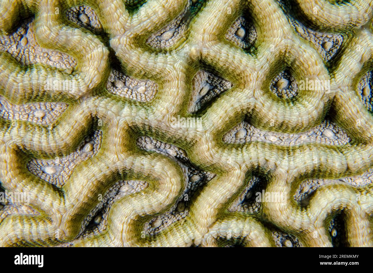 Crispa tropical hi-res stock photography and images - Alamy