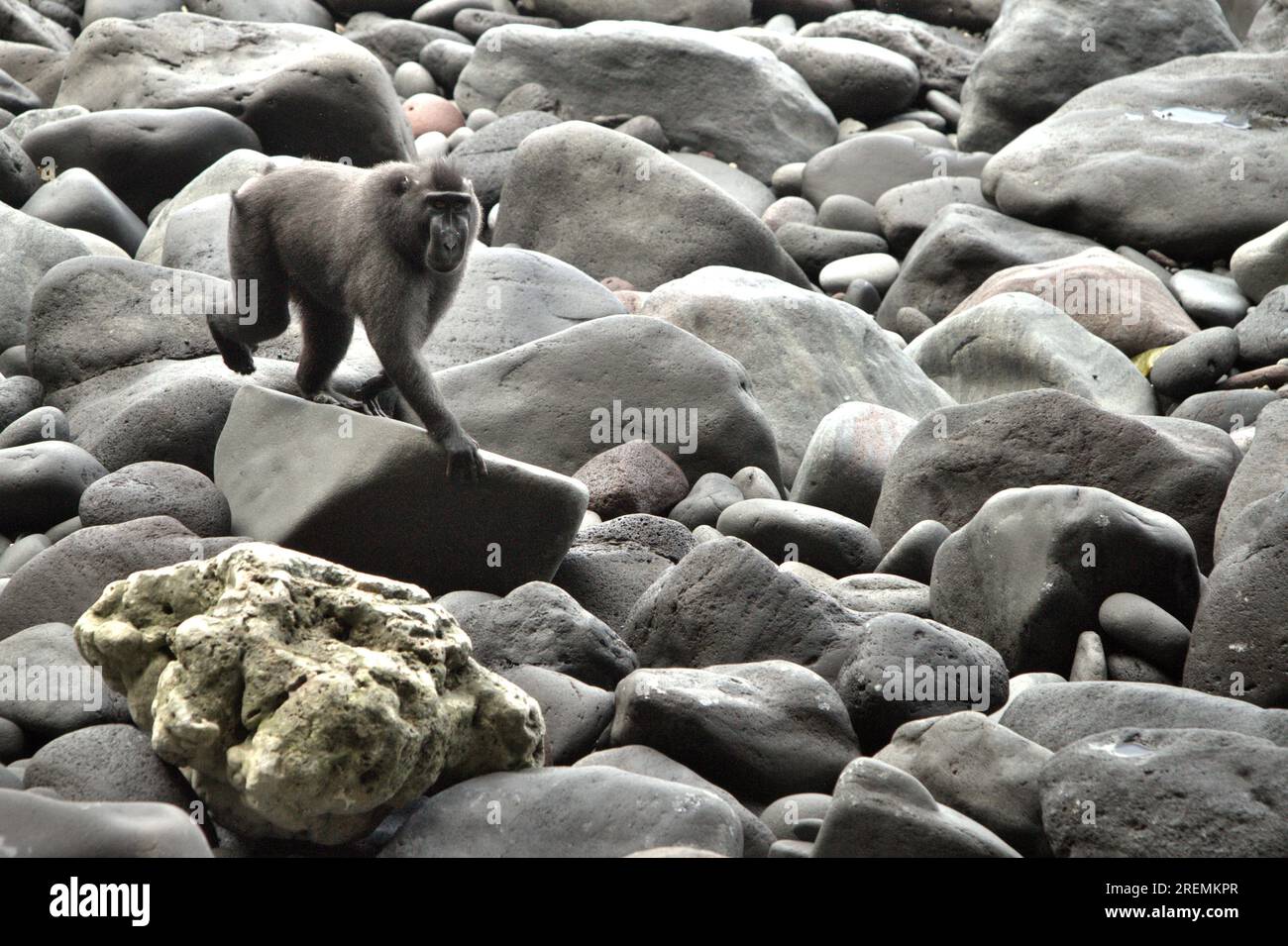 A Celebes crested macaque (Macaca nigra) moves on rocks as it is ...
