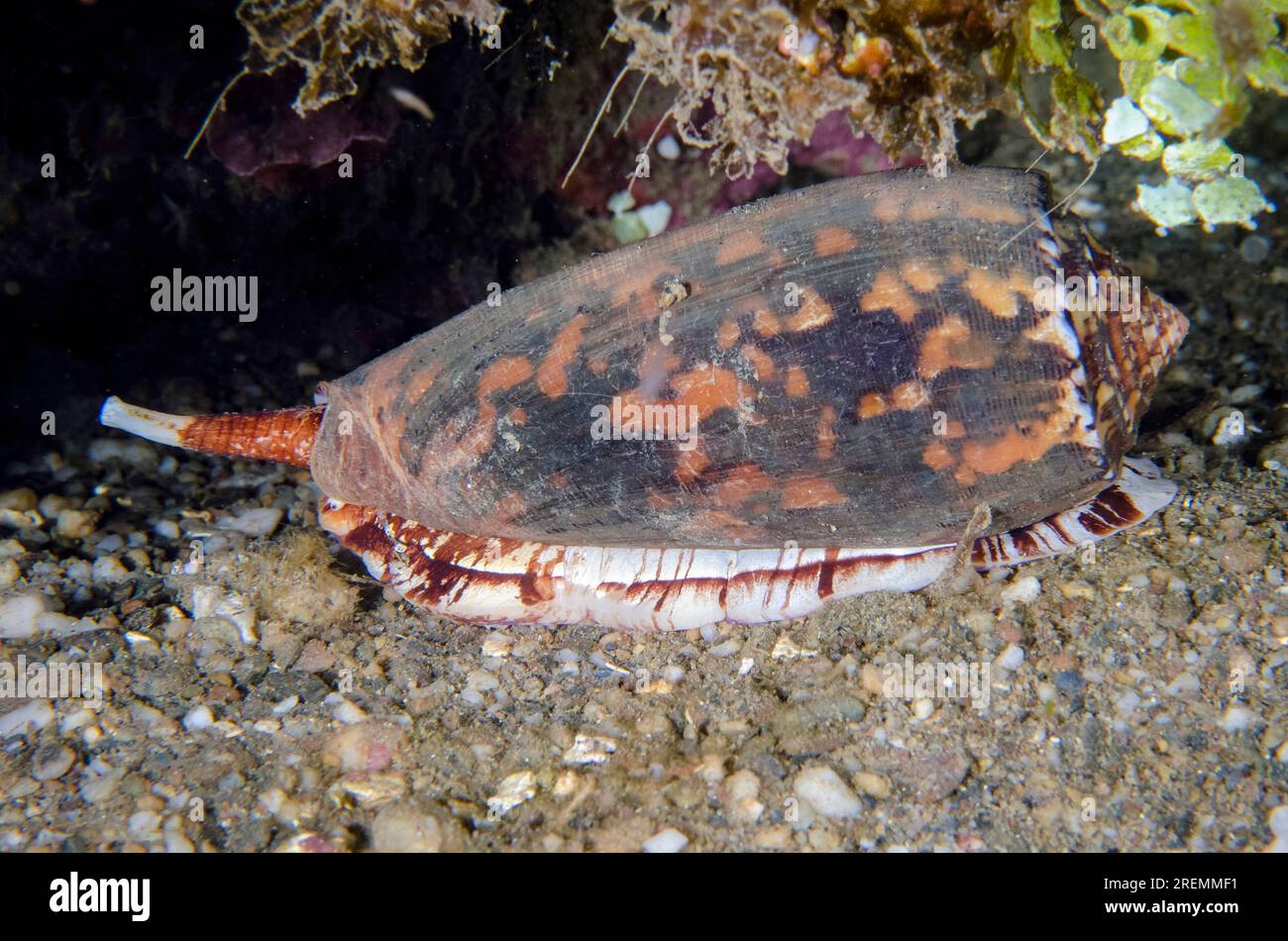 Guided Cone Shell, Conus aulicus, with siphon on sand, Night dive, Tasi ...