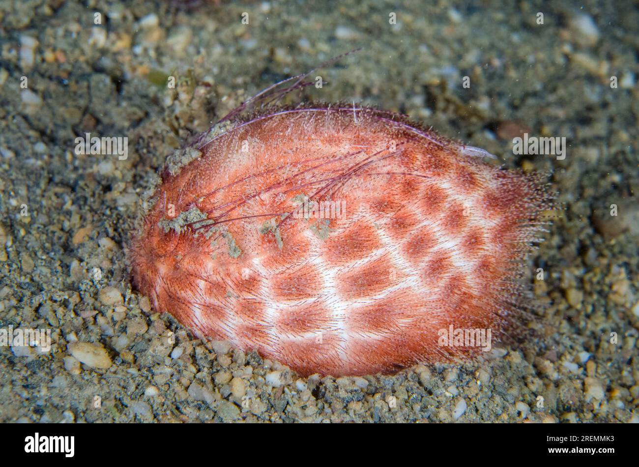 Brown Heart Urchin, Metalia spatagus, night dive, Tasi Tolu dive site ...
