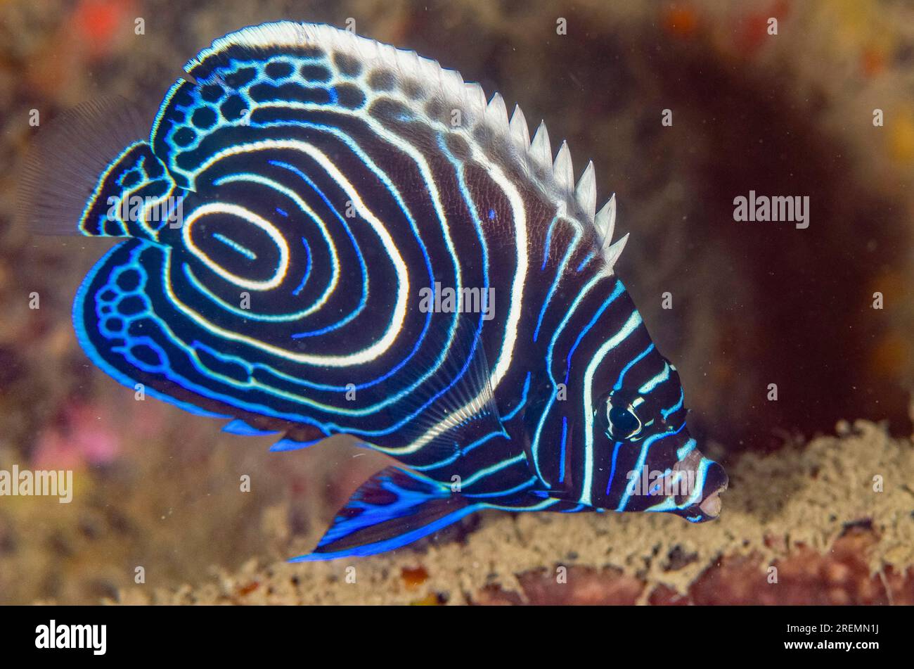 Juvenile Emperor Angelfish, Pomacanthus imperator, Roda Reef dive site ...