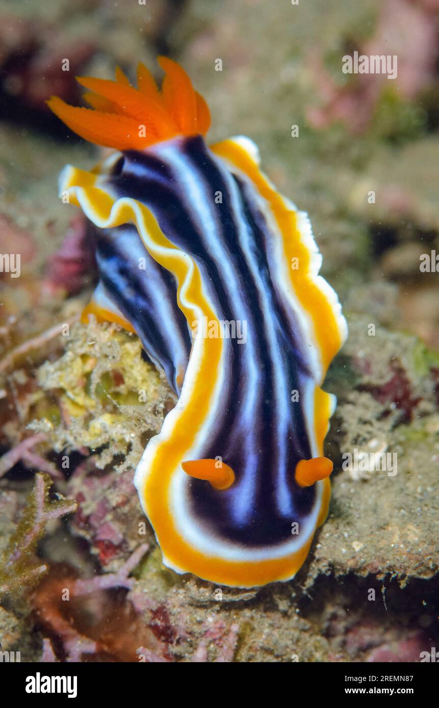 Magnificent chromodorid nudibranch hi-res stock photography and images ...