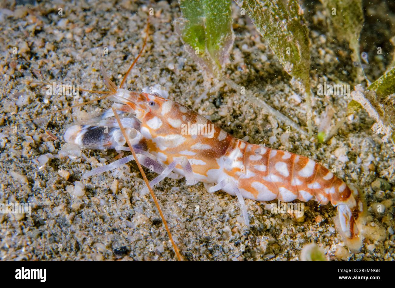 Tiger Snapping Shrimp, Alpheus bellulus, on sand, Tasi Tolu dive site ...