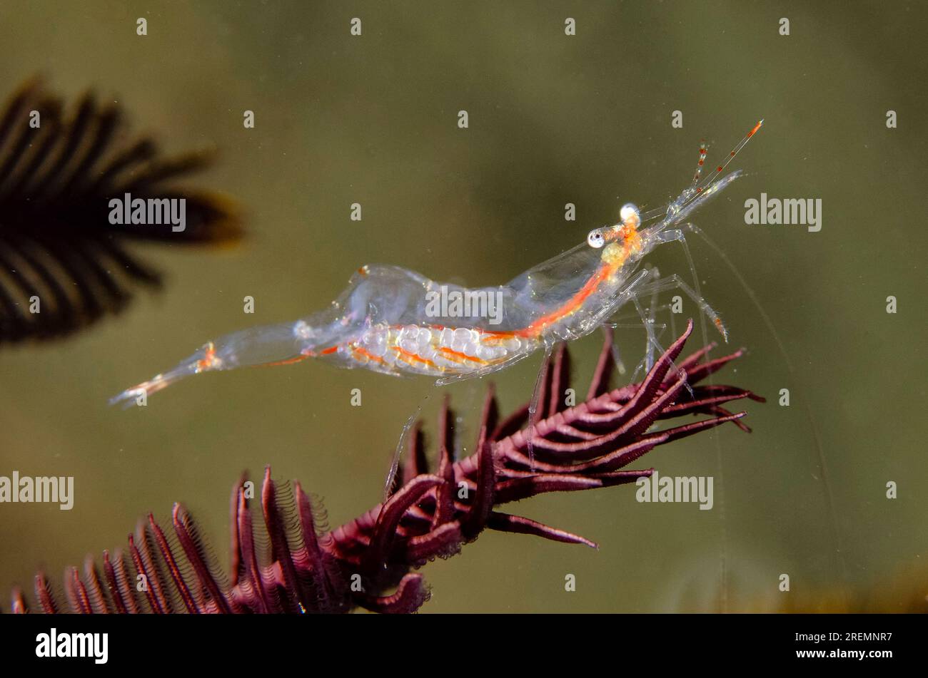 Translucent Gorgonian Commensal Shrimp, Manipontonia psamathe, with ...