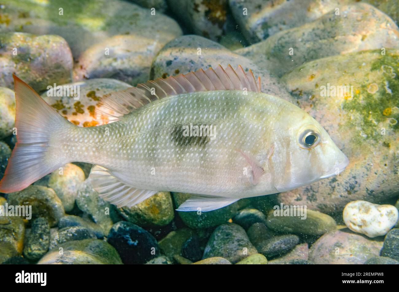 Thumbprint Emperor, Lethrinus harak, Lone Tree dive site, Dili, East ...