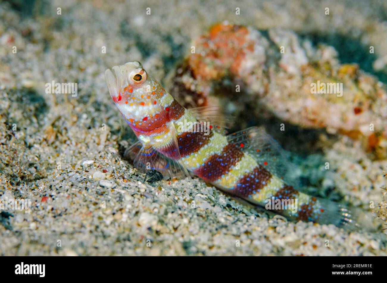 Gorgeous Shrimpgoby, Amblyeleotris wheeleri, Lone Tree dive site, Dili ...