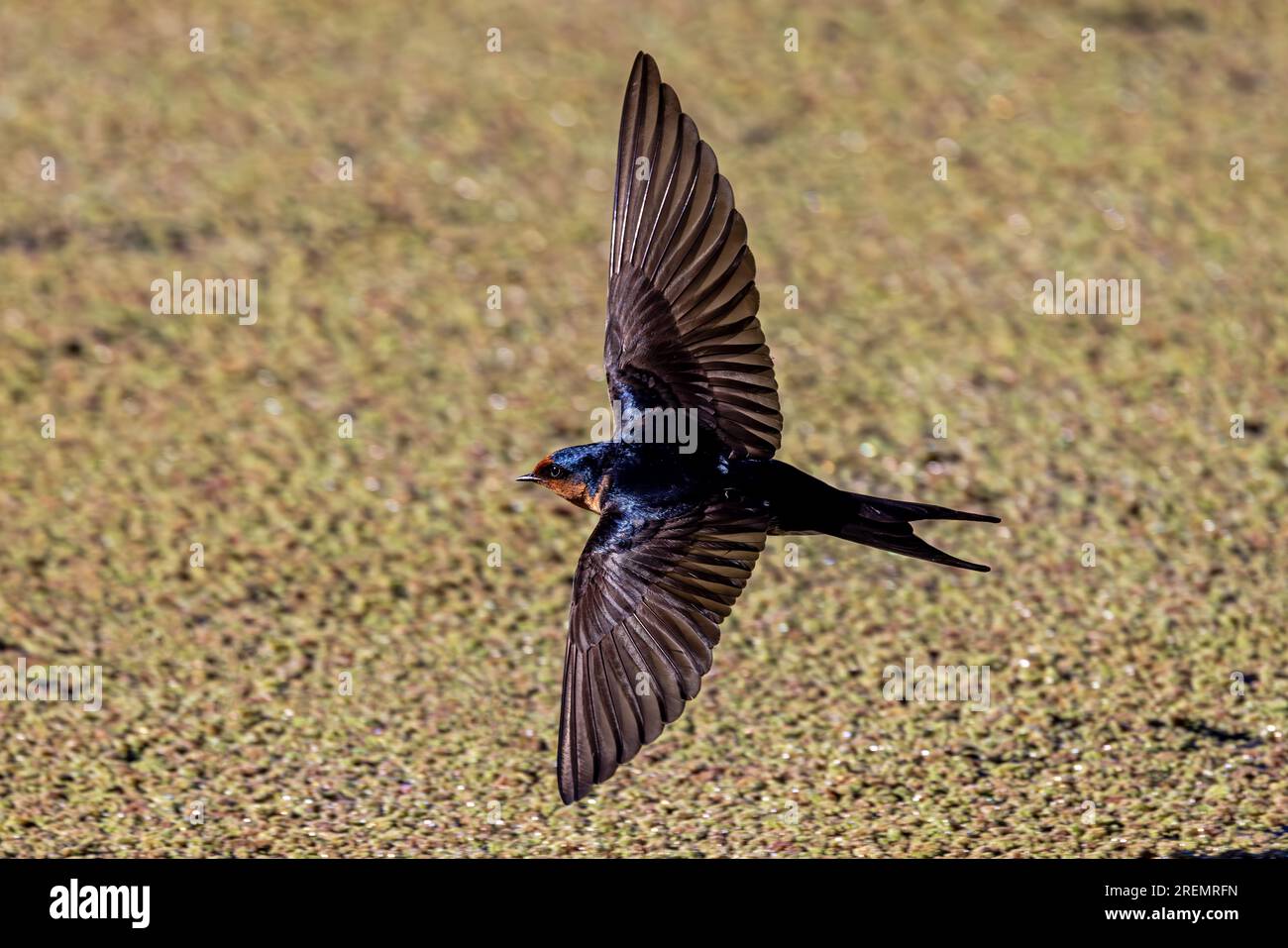 Australian Welcome Swallow in flight Stock Photo - Alamy