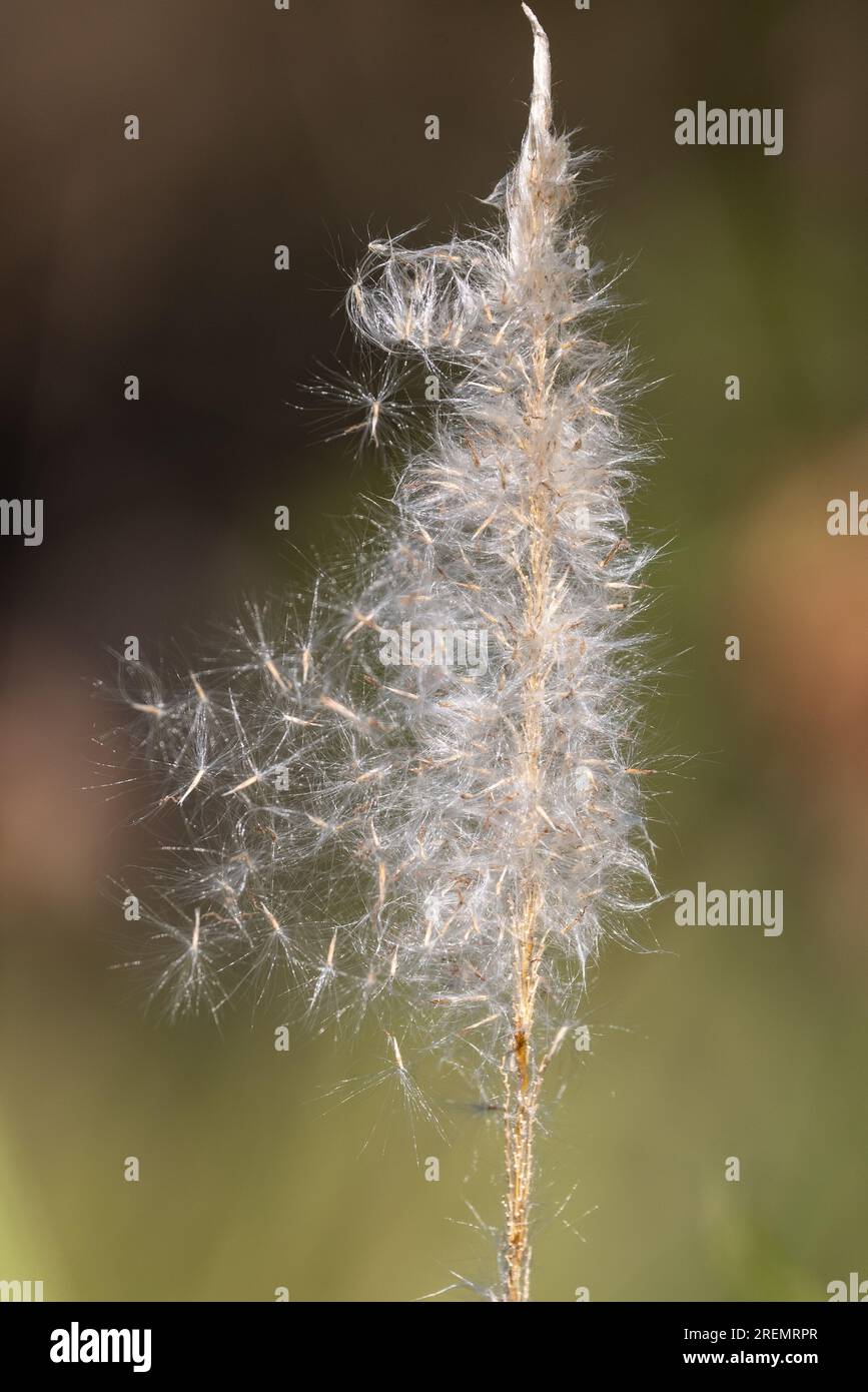 Cotton Grass Seed Dispersal at Milla Levi blog
