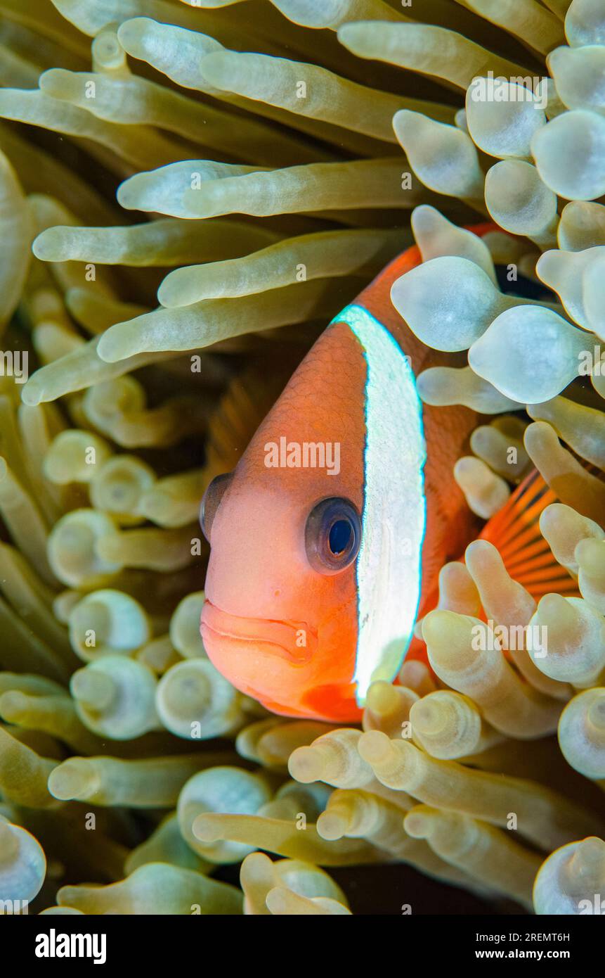 Amphiprion Melanopus