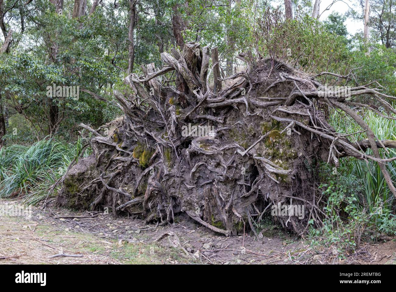 Large Gum Tree that has been blown over by strong wind exposing root ...