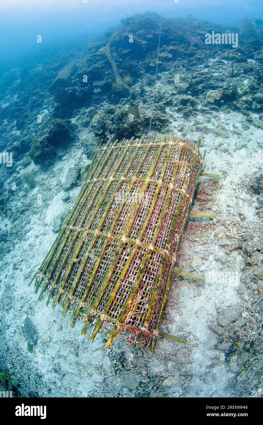 Fish trap, The Cove dive site, Atauro Island, East Timor Stock Photo ...