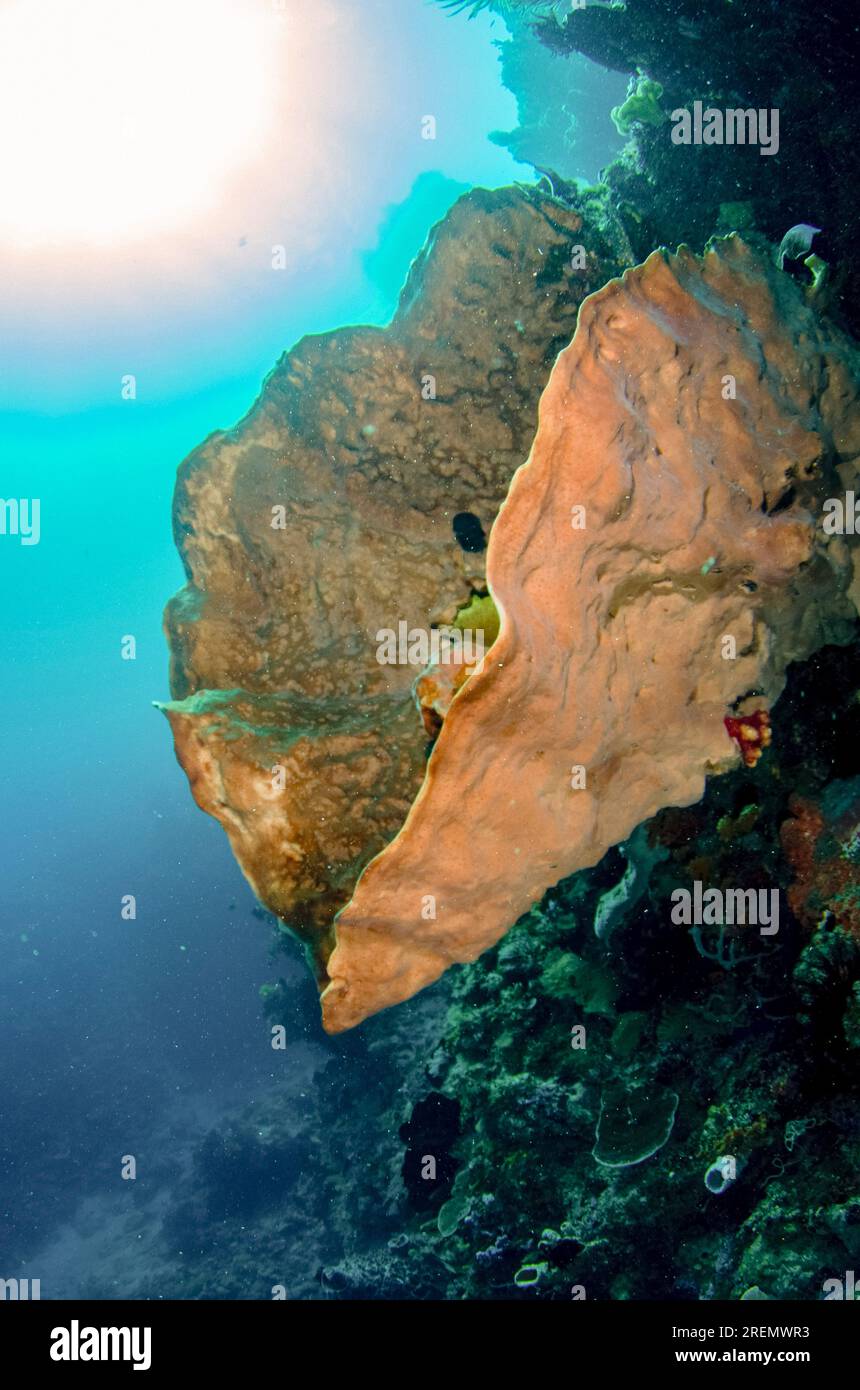 Sponge, Porifera Phylum, with sun in background, The Cove dive site ...