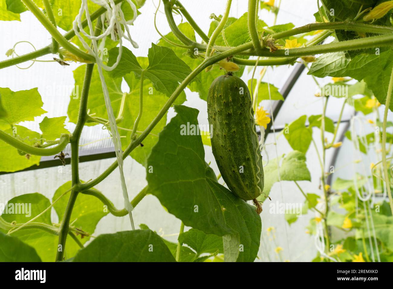 photo of a bush cucumber in the garden Stock Photo - Alamy