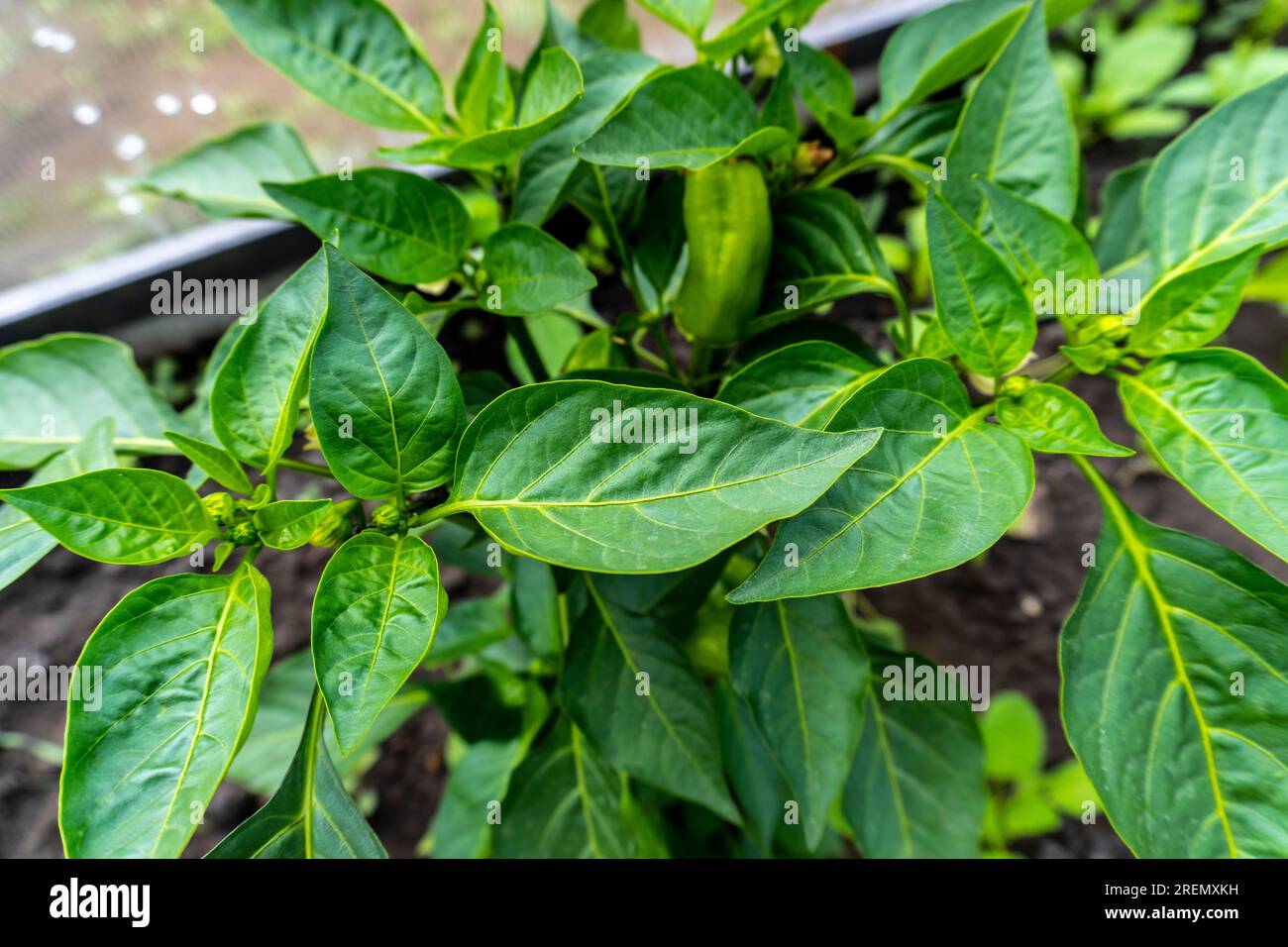 photo of paprika bush in the garden Stock Photo - Alamy