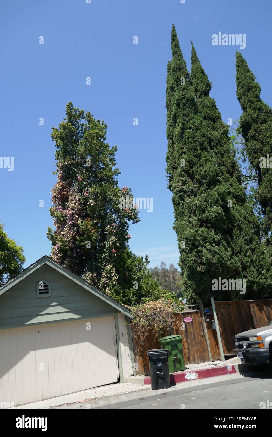 2235 primrose hi-res stock photography and images - Alamy