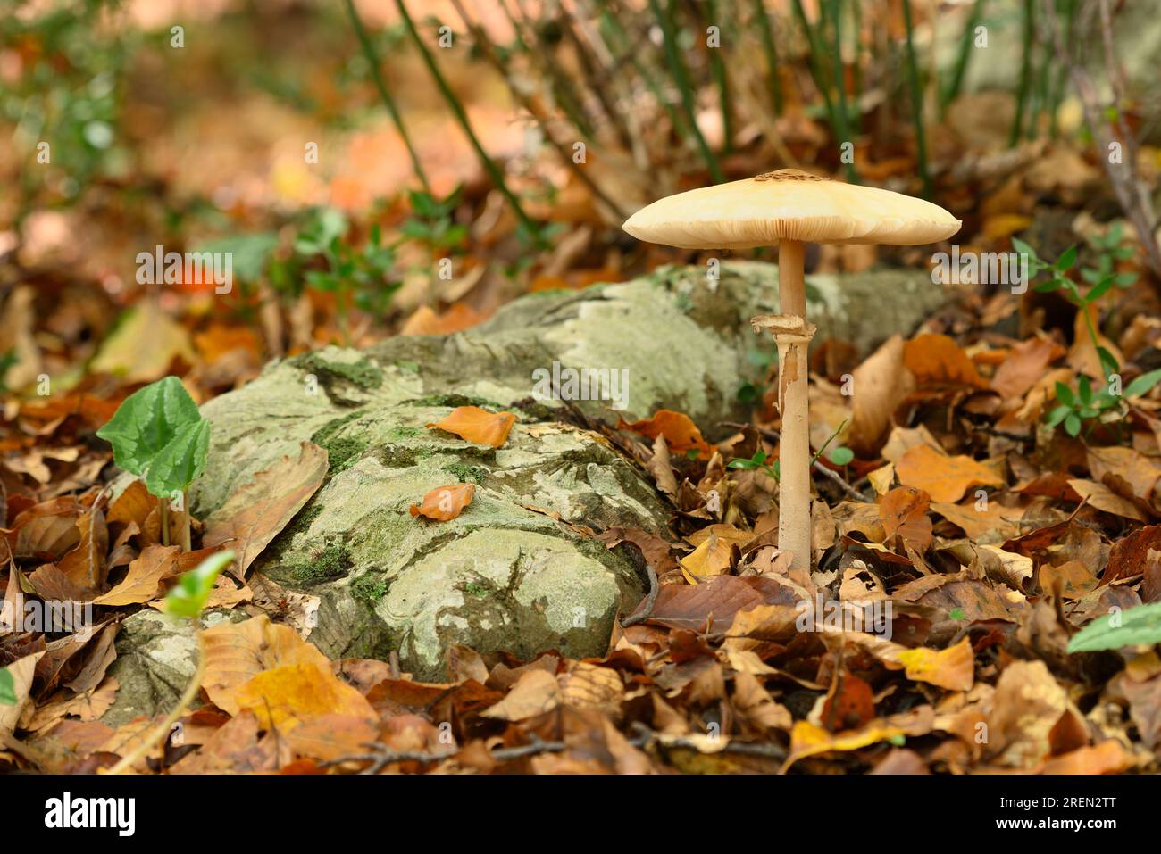 Root mushroom hi-res stock photography and images - Alamy