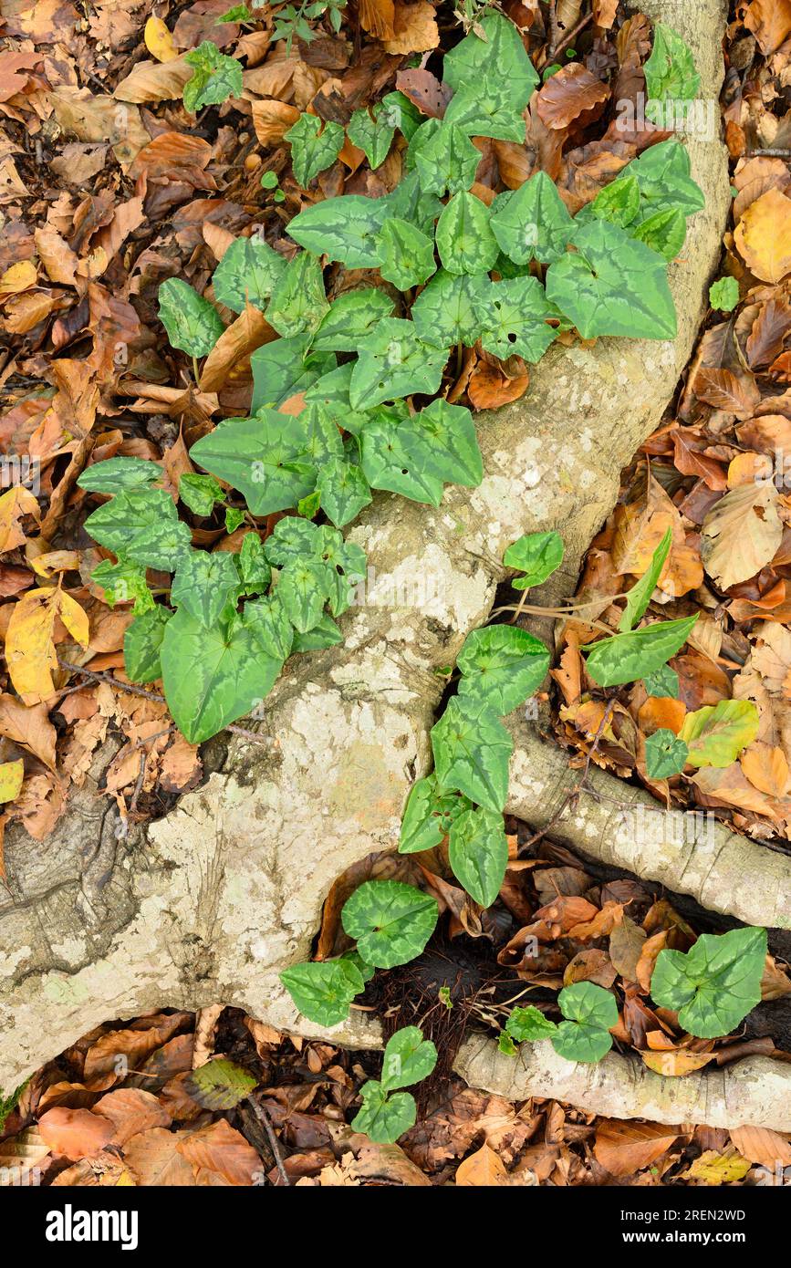 Beech tree root with cyclamen plants in Autumn Stock Photo - Alamy