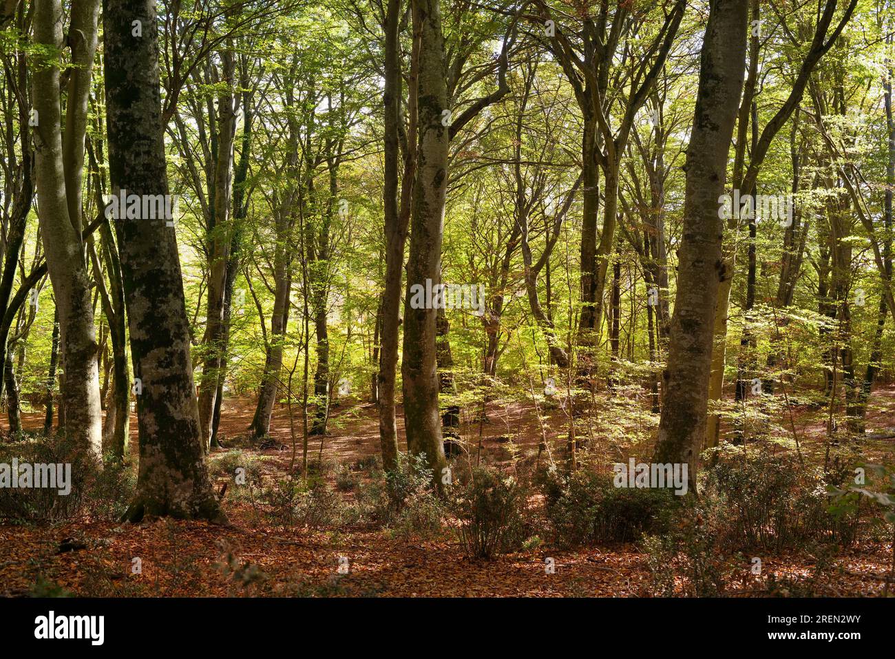 Mushrooms under the sun hi-res stock photography and images - Alamy