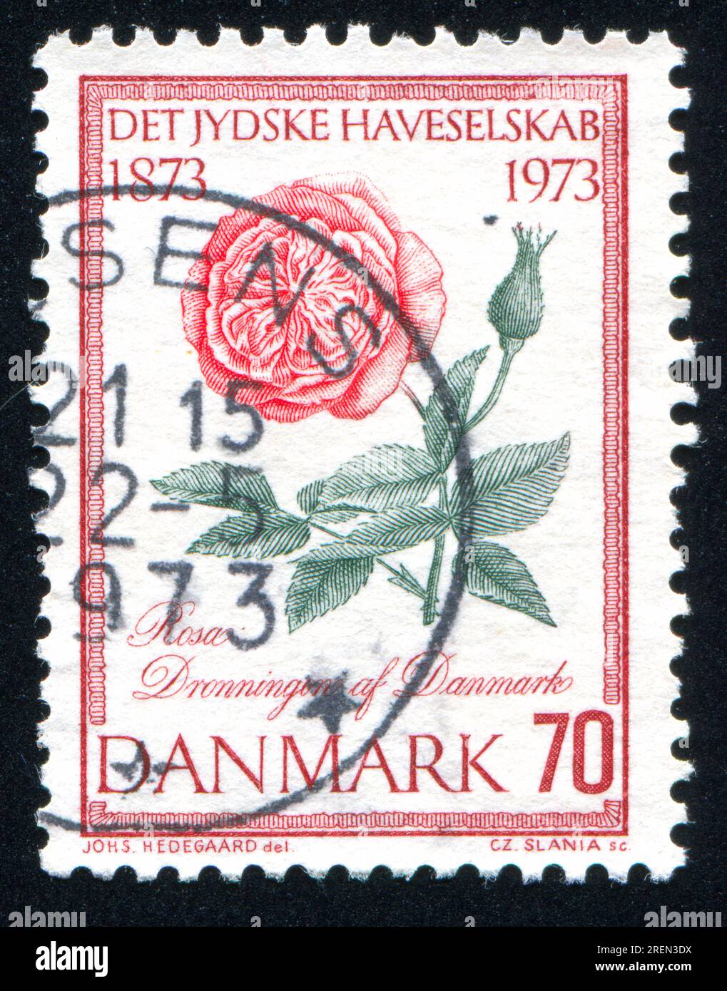 DENMARK - CIRCA 1973: stamp printed by Denmark, shows flower Dronningen ...