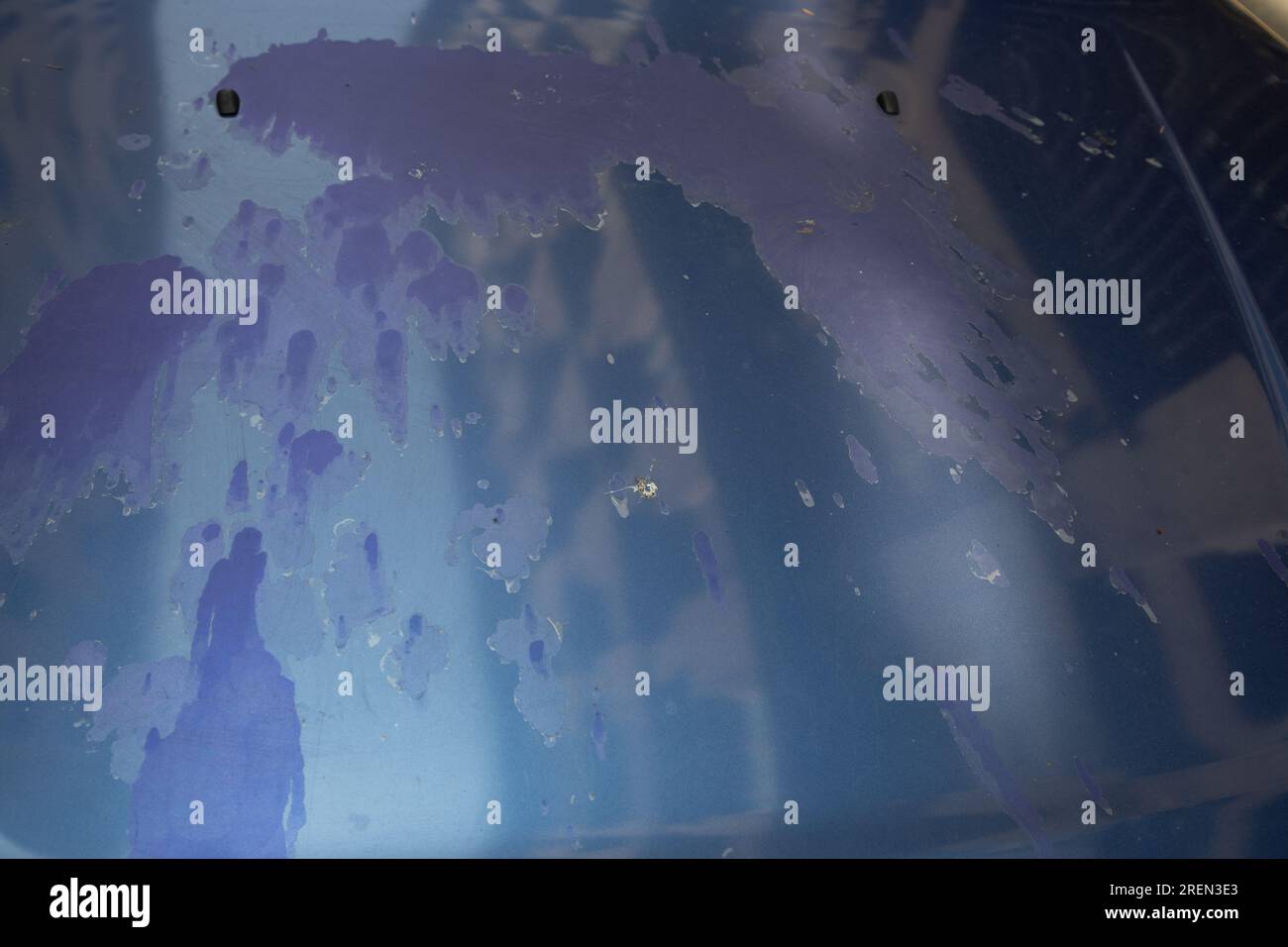 old car bonnet engine hood blue used paint worn by time season and sun ...