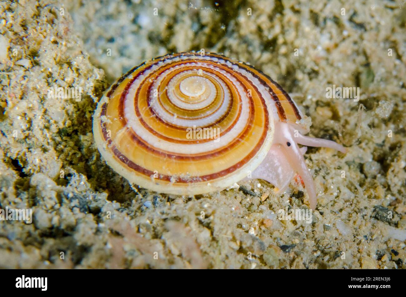 Clear Sundial Shell, Architectonica perspectiva, night dive, Dili Rock ...