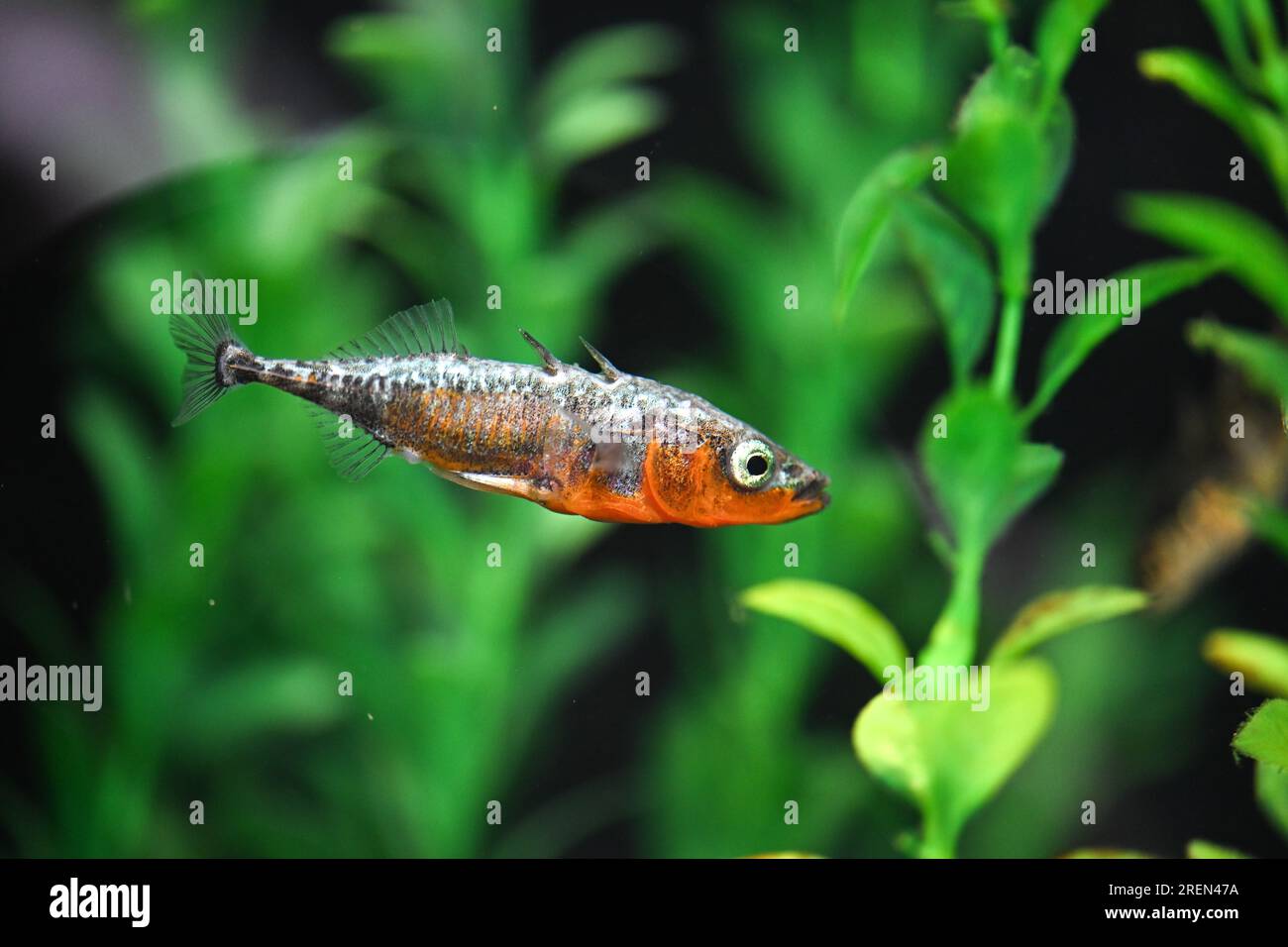 Fisheries research center hi-res stock photography and images - Alamy