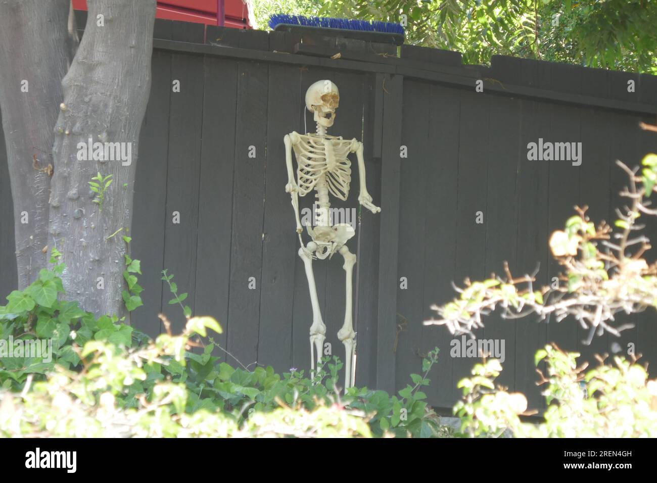 Los Angeles, California, USA 28th July 2023 Skeleton in Yard on Alcyona ...