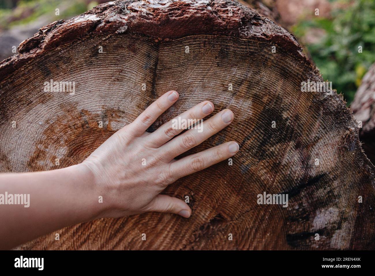 Cutting down palm trees hi-res stock photography and images - Alamy