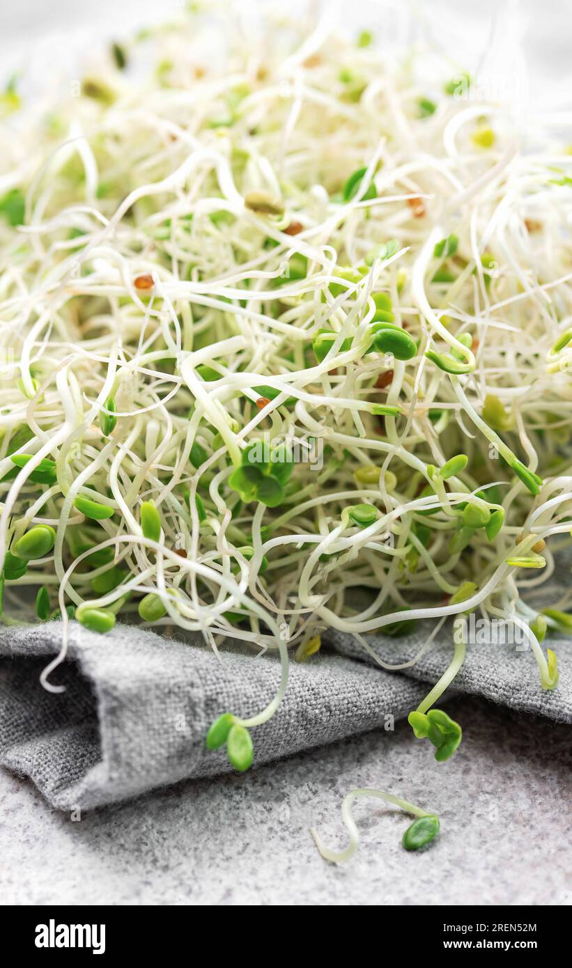 Microgreens grown in a jar. Healthy Eating Stock Photo - Alamy