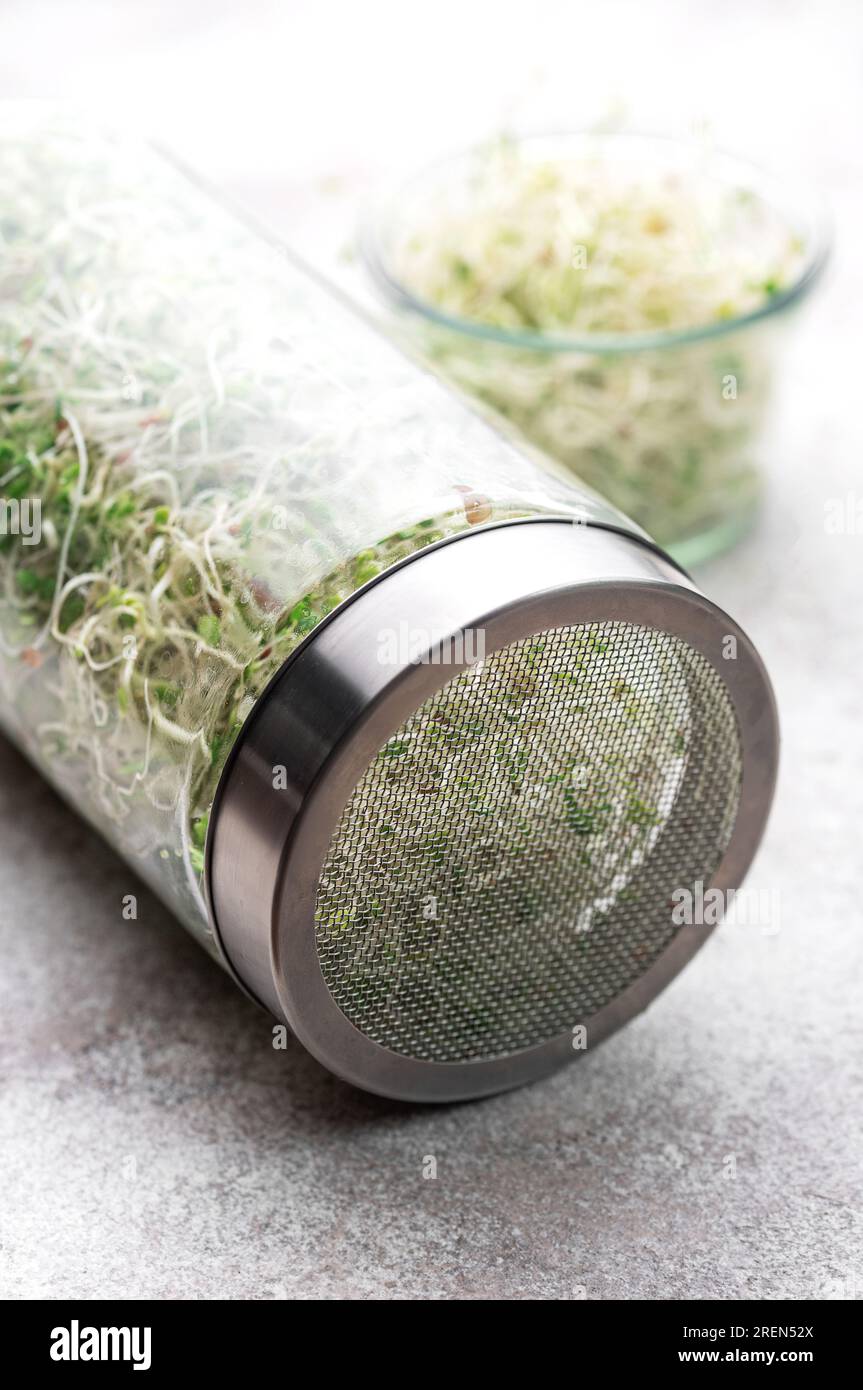 Microgreens grown in a jar. Healthy Eating Stock Photo - Alamy