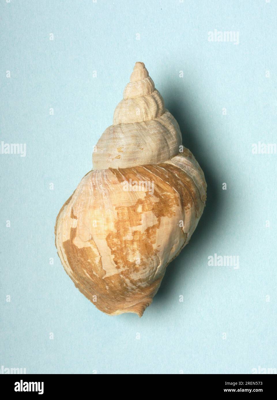 Buccinidae hi-res stock photography and images - Alamy