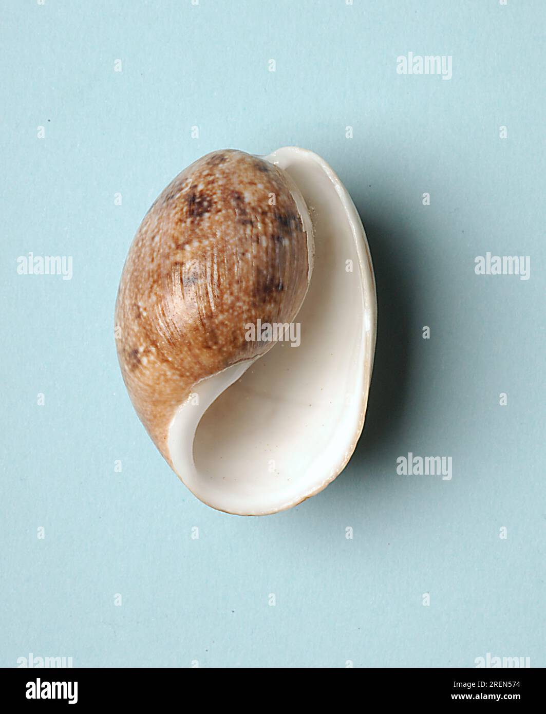 Bulla ampulla hi-res stock photography and images - Alamy