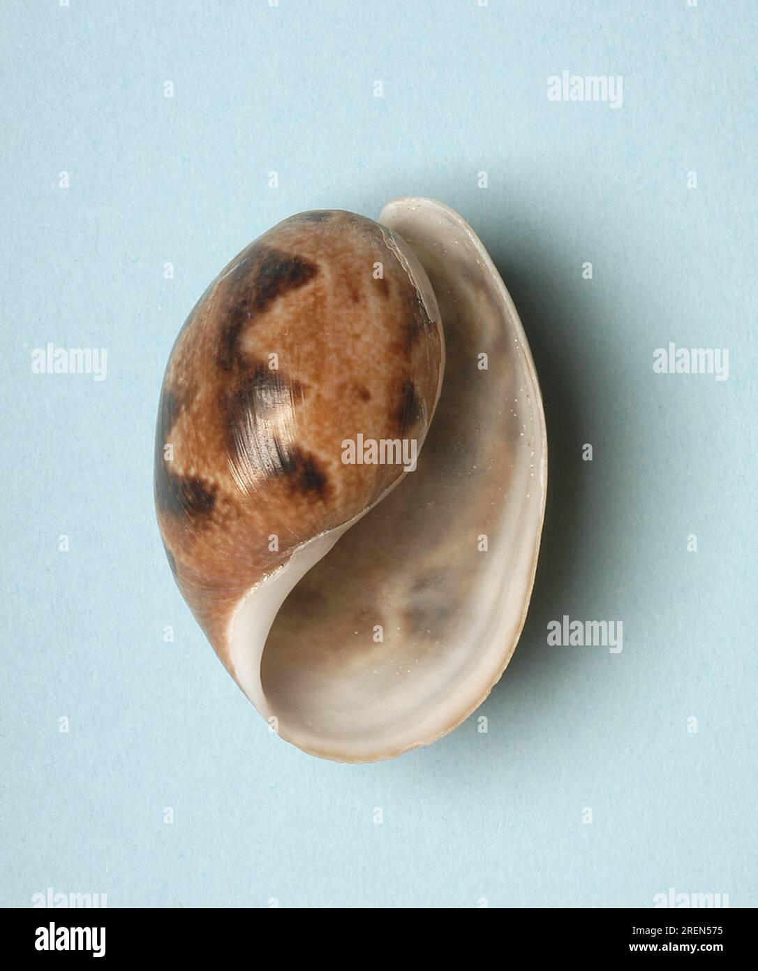 Bulla ampulla, Bullidae Stock Photo - Alamy