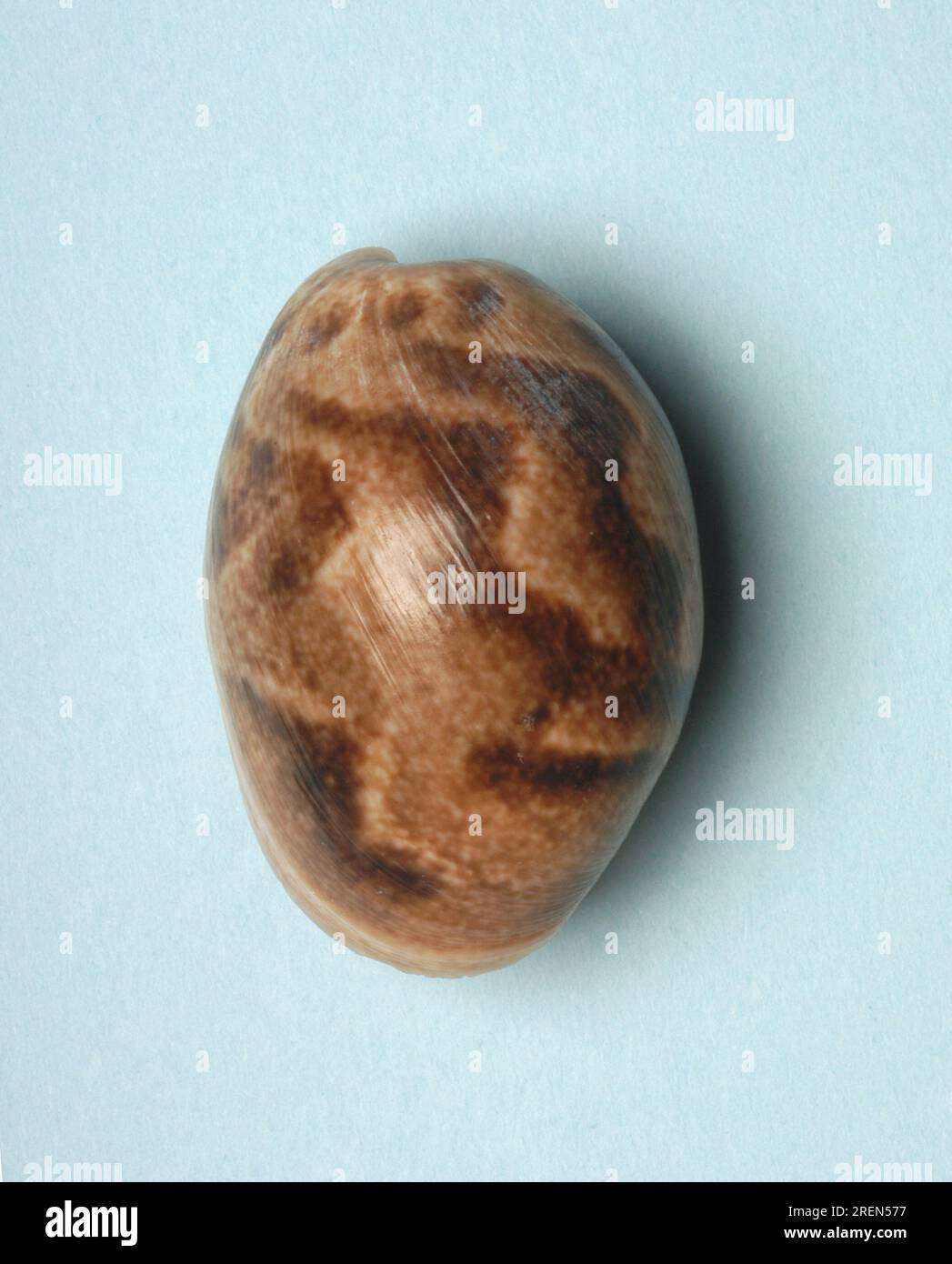 Bulla ampulla, Bullidae Stock Photo - Alamy