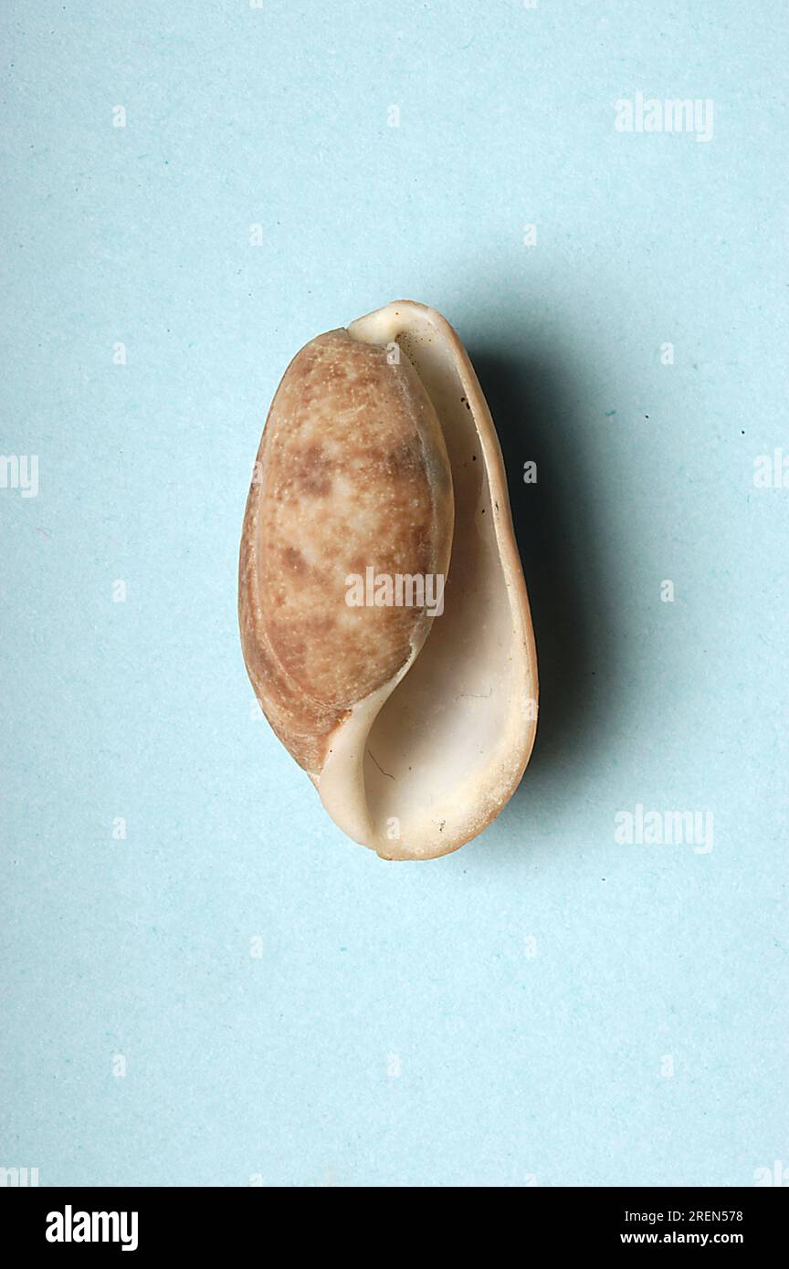 Bulla striata hi-res stock photography and images - Alamy