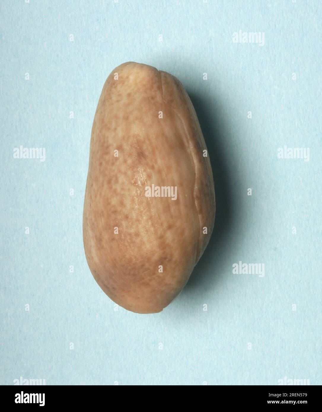 Bulla striata hi-res stock photography and images - Alamy