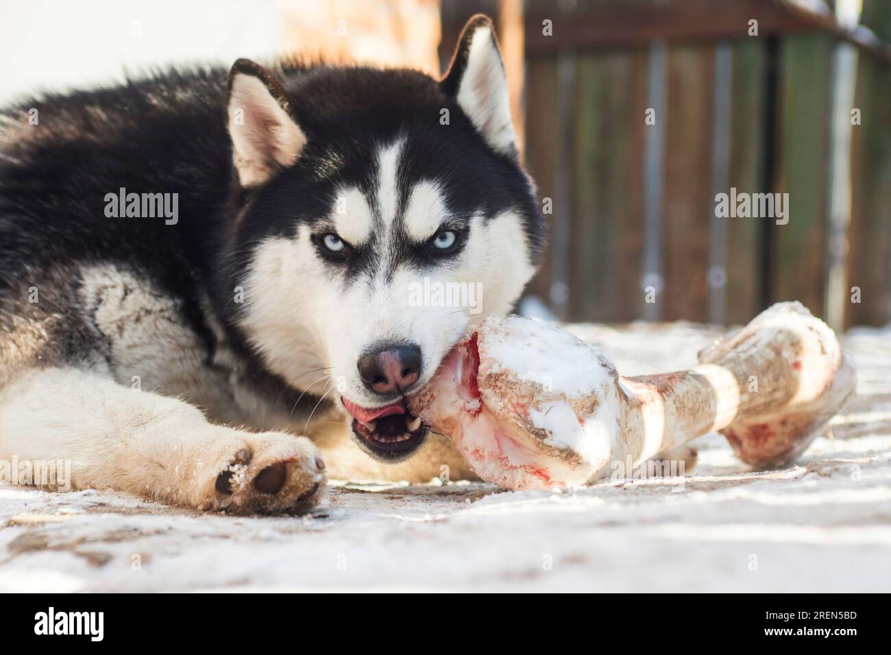 Husky dog lying on a ground outdoors and eating huge bone. Cute dog ...