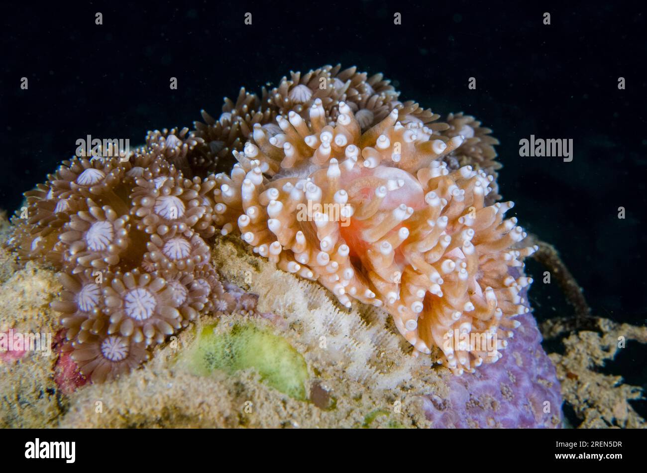 Tenellia Nudibranch, Tenellia sp, feeding on Hard Coral, Scleractinia ...