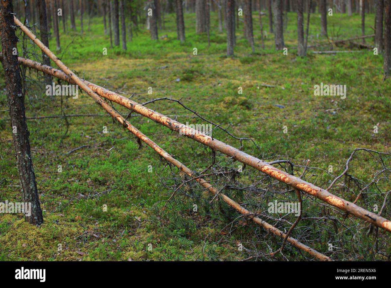 Damage on a fallen pine caused by moose Stock Photo - Alamy