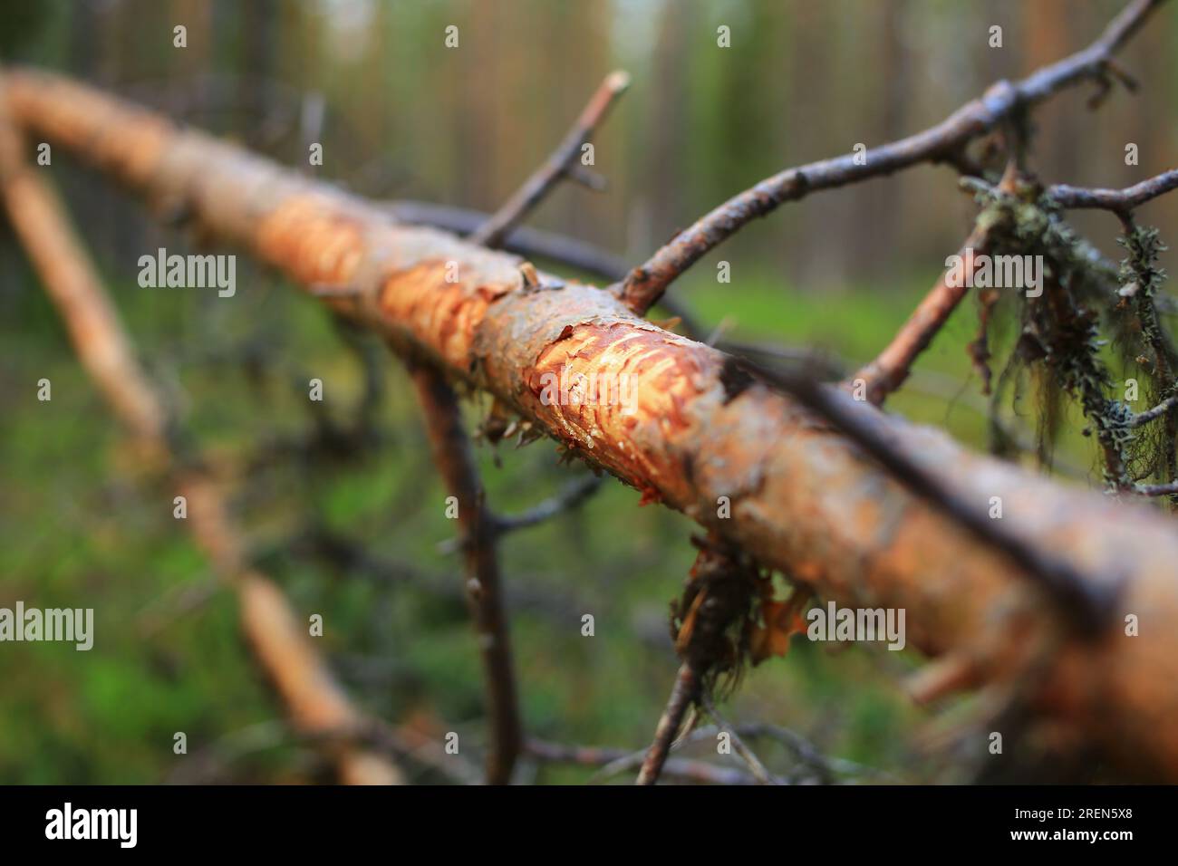 Moose damage hi-res stock photography and images - Alamy