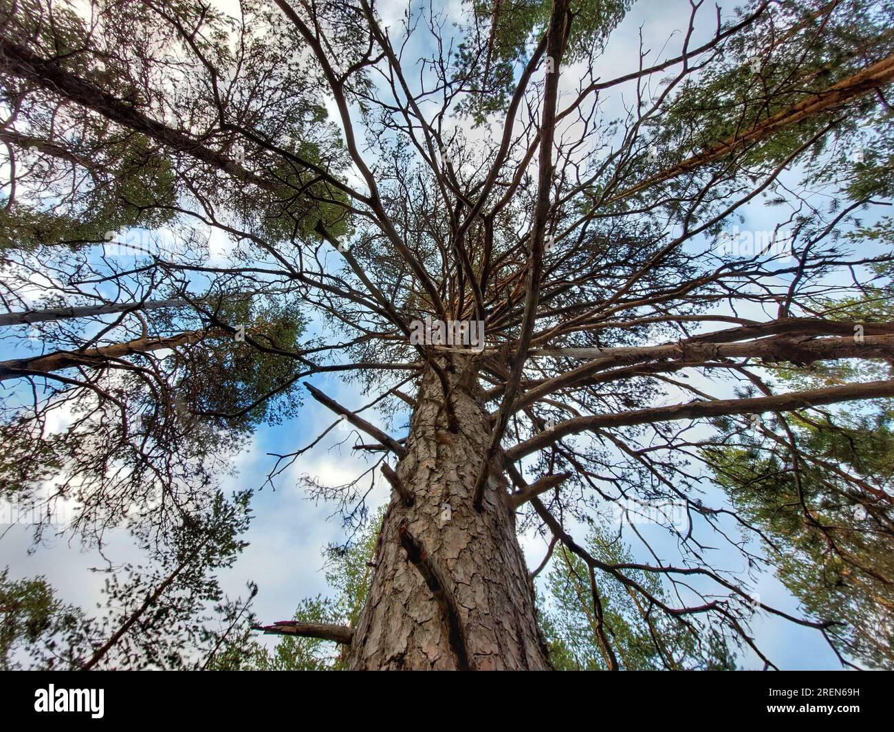 Canopy shot hi-res stock photography and images - Alamy