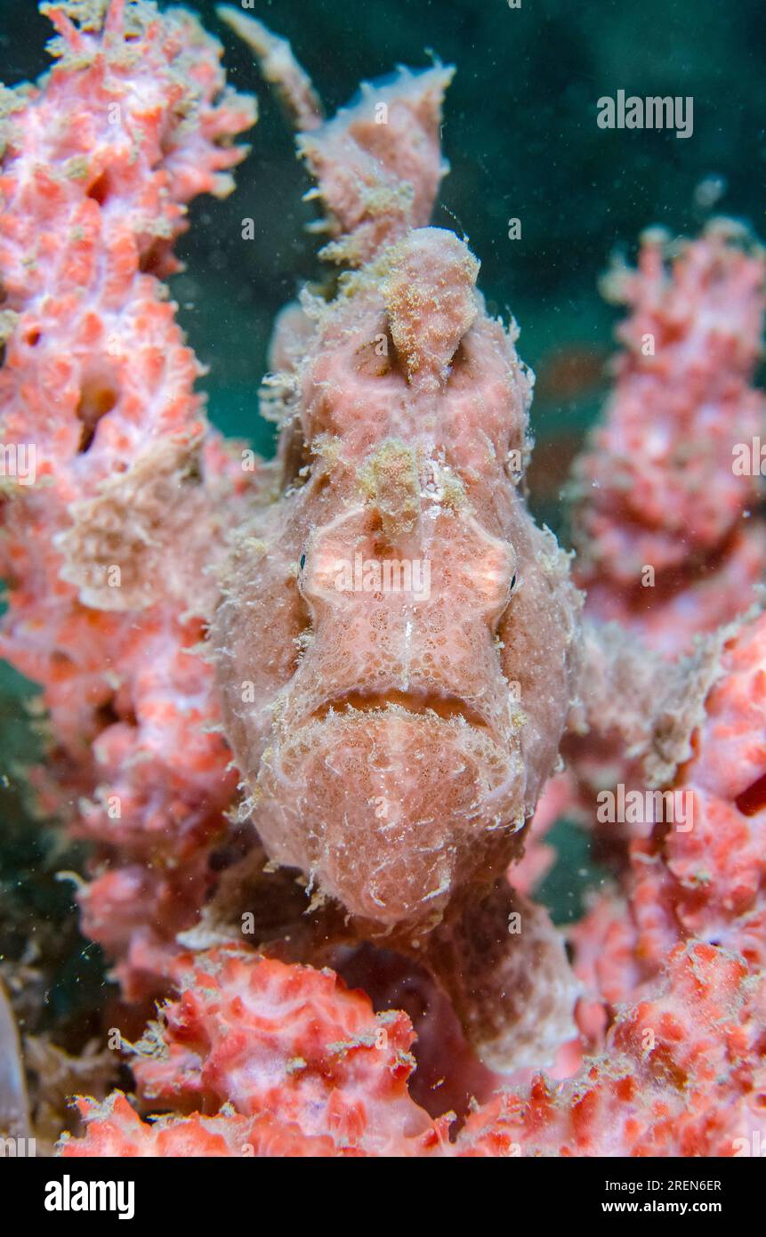 Painted Frogfish, Antennarius pictus, camouflaged on Sponge, Porifera ...