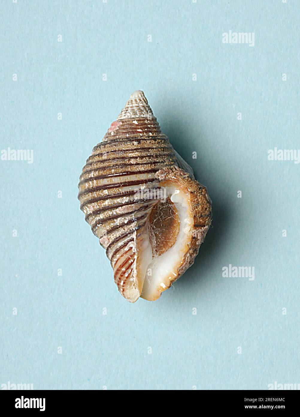 Pollia hi-res stock photography and images - Alamy