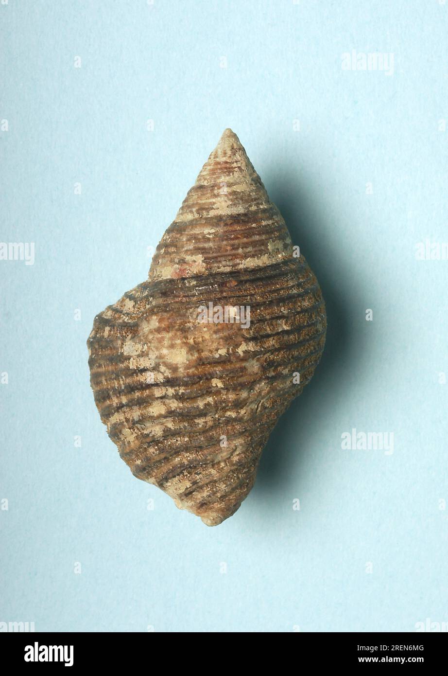 Pollia hi-res stock photography and images - Alamy