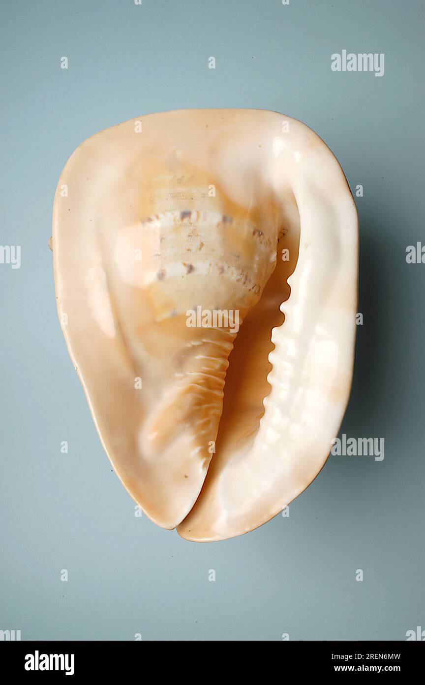 Cassis cornuta sea shell hi-res stock photography and images - Alamy