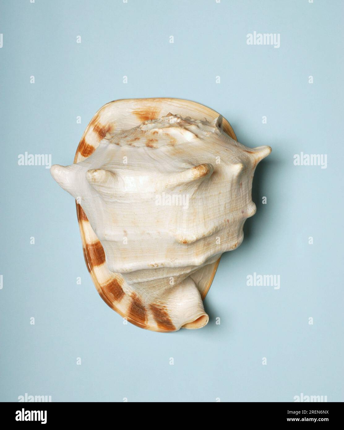Cassis cornuta sea shell hi-res stock photography and images - Alamy